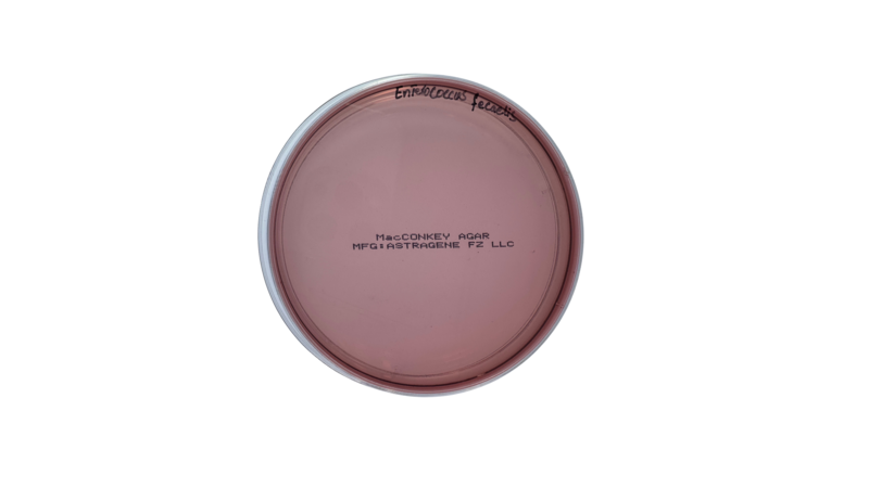 MacConkey Agar